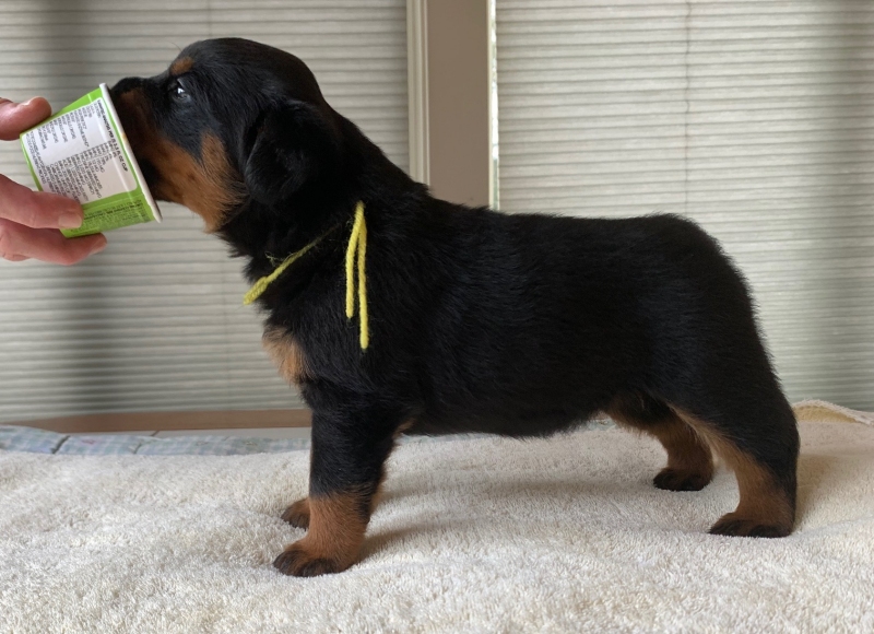 Wellslands Rottweilers - Rottweiler Breeder | Rottweiler Puppies ...