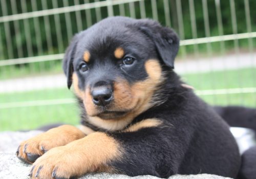 Wellslands Rottweilers - Rottweiler Breeder | Rottweiler Puppies ...