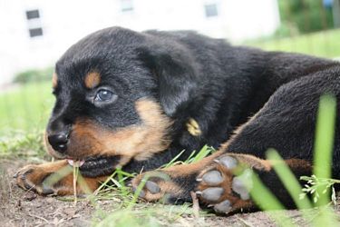 Wellslands Rottweilers - Rottweiler Breeder | Rottweiler Puppies ...
