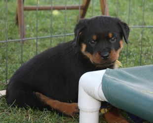 Wellslands Rottweilers - Rottweiler Breeder | Rottweiler Puppies ...